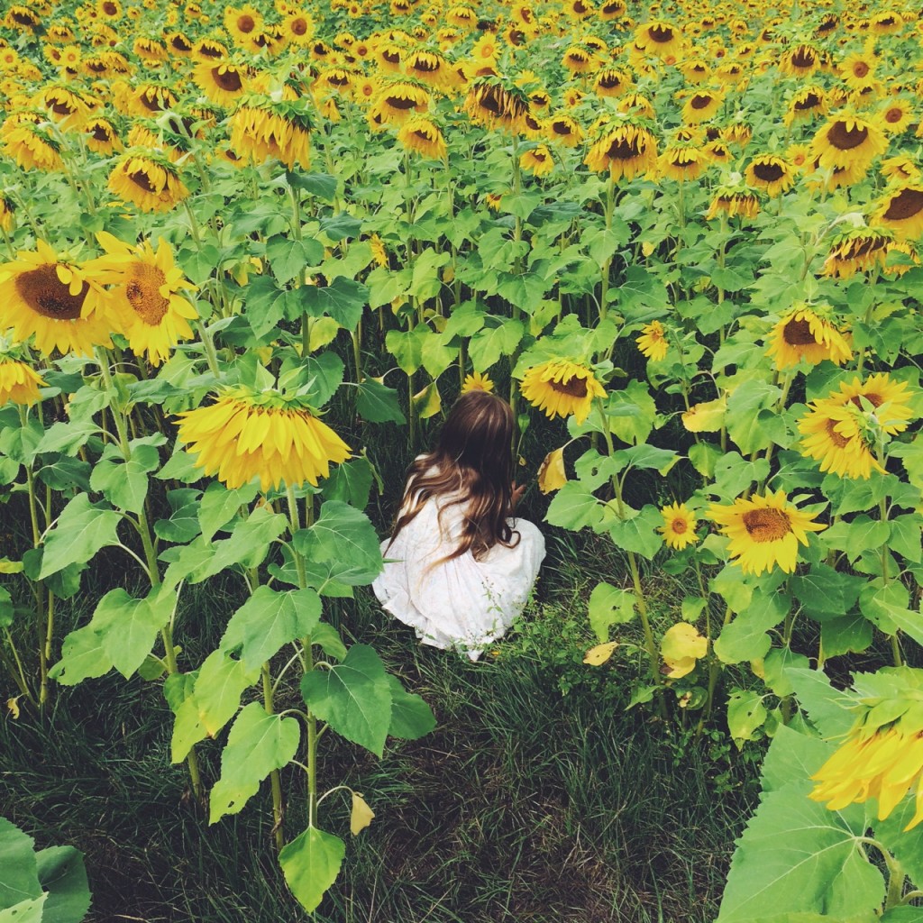 Liberty Farms Sunflower Maze | Magnesium Blue
