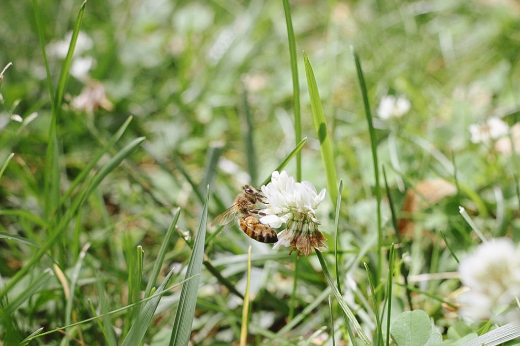How to Braid a Clover Crown | Magnesium Blue