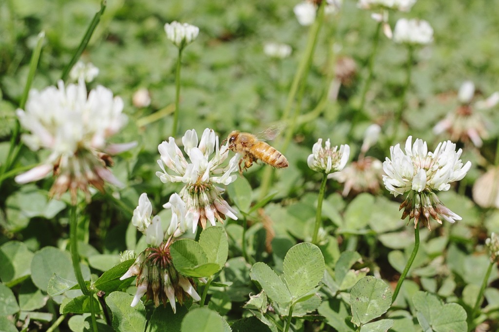 How to Braid a Clover Crown | Magnesium Blue