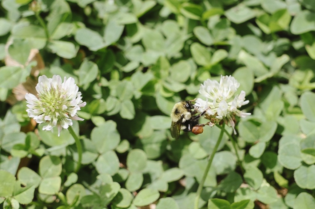 How to Braid a Clover Crown | Magnesium Blue