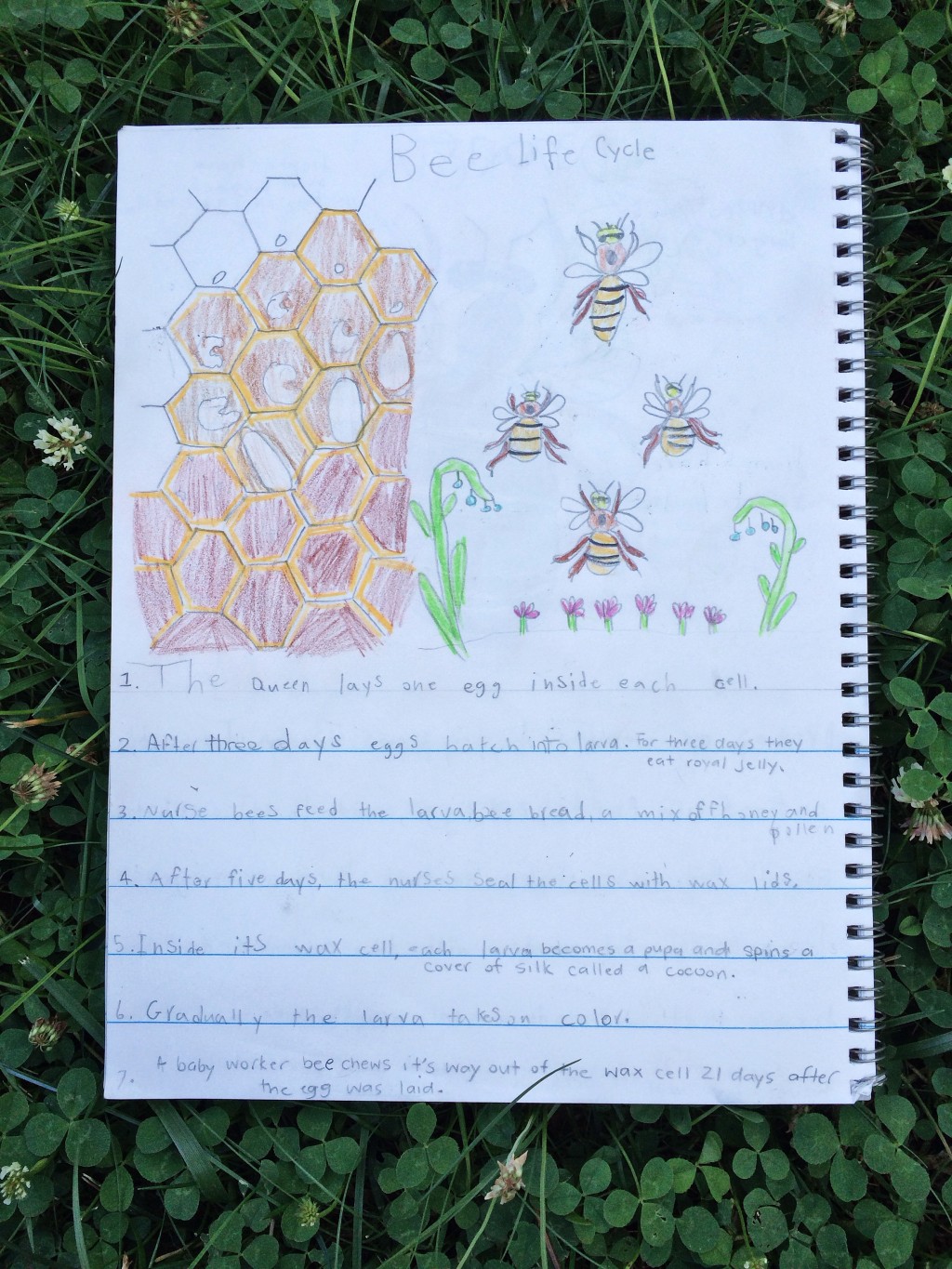 Study Bees With Children | Magnesium Blue